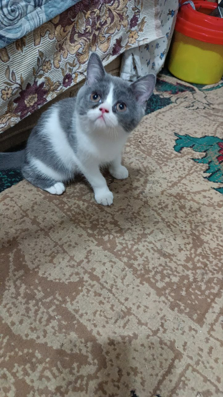Срочно продам кота