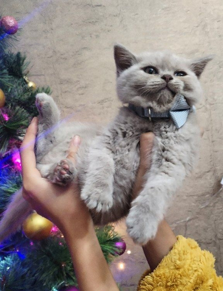 Новогодние чудо! Котята 2 мес Скоттиш Страйтики!