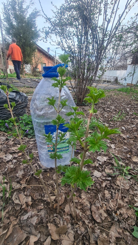 Саженцы Калины крупноплодной