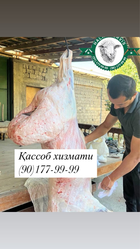 Ақиқа ва Эҳсонликка қўчқорлар, калла поча, хасип.