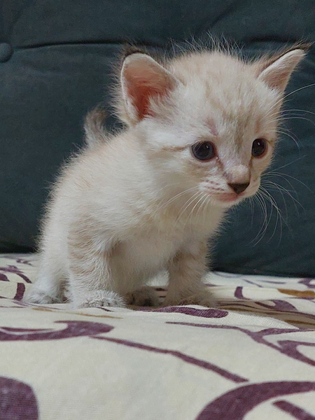 Продается котенок