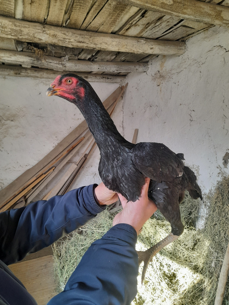 Toza Garantyalik Mokionla srochni sotiladi faqat aniq oladiganla un