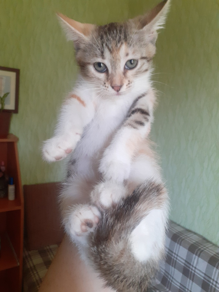 Отдам котёнка девочку