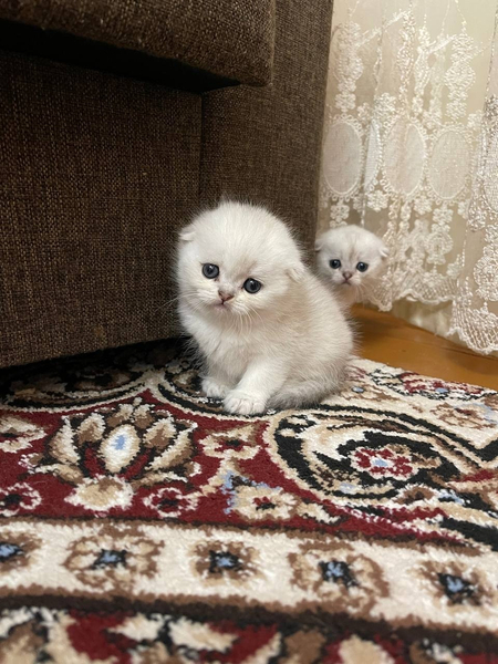Serwbristiy shinshila foldlar