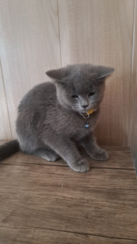 Скоттиш фолд 5 месяц.