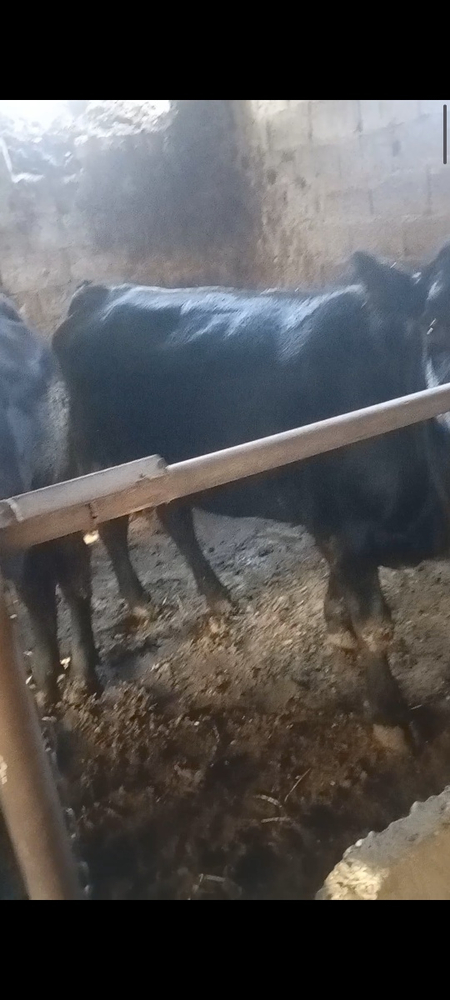 Angus ona bola sotiladi