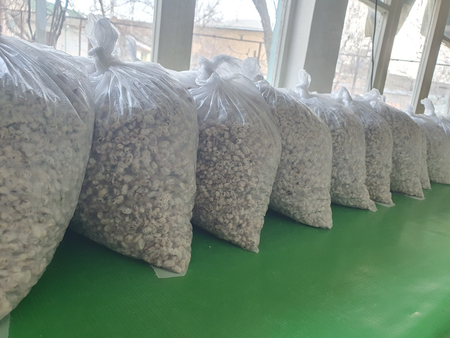 Продам мицелий (семена) грибов шампиньона