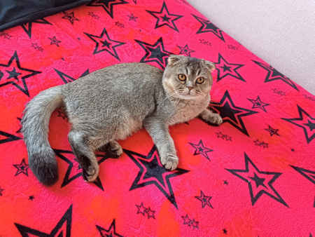 Скотиш фолд и скотиш страйт