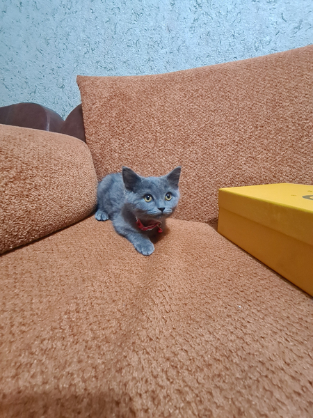 Mushuk sotiladi 60$