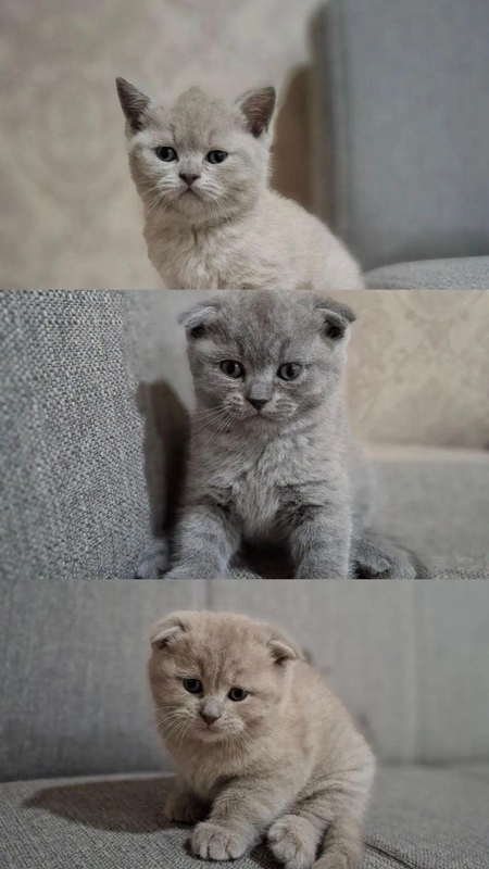 Котята чистокровные,