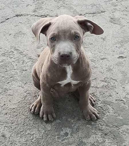 Щенки питбулл pitbull