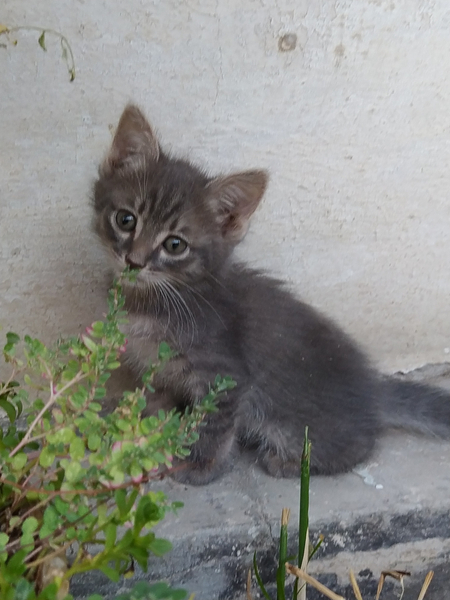 Котята в Надёжные руки!