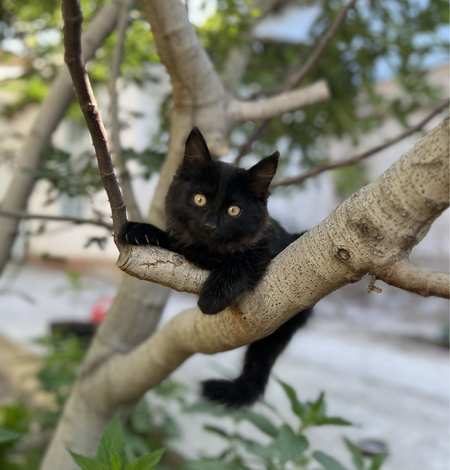 Котёнок, девочка, 2,5 месяца