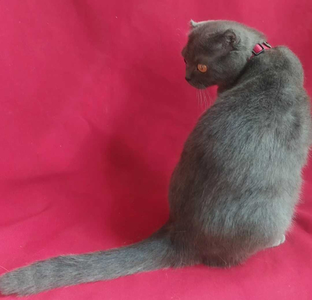 Продам вислоухую кошку.