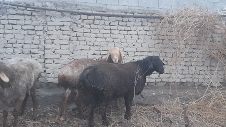 Qoylar sotiladi hayit ayyomiga