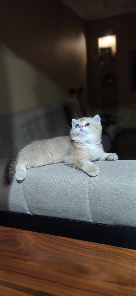 Золотая шиншилла