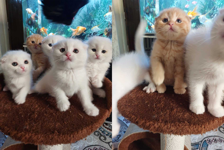 Мы предлагаем вам 5 очаровательных котят!