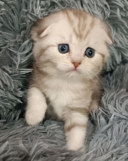 Элитные шотландские котята