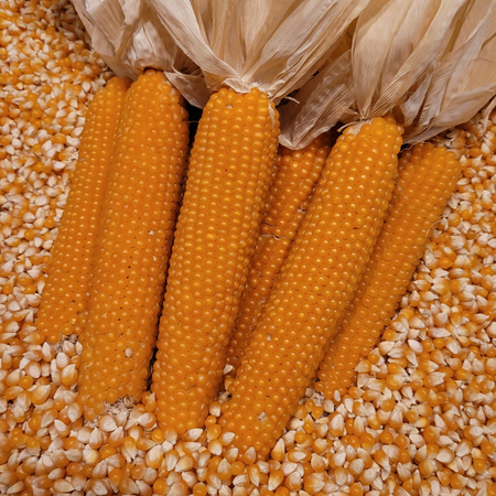 pop corm america Popcorm doni  pop corm