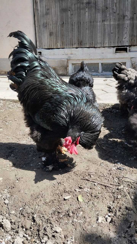 Петухи и куря  Брама!