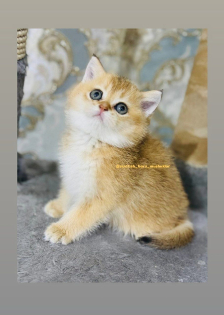 Мушук зотдор скоттиш-фолд угил