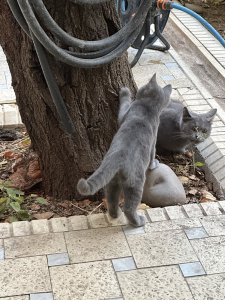 Продается срочно скотиш страйт