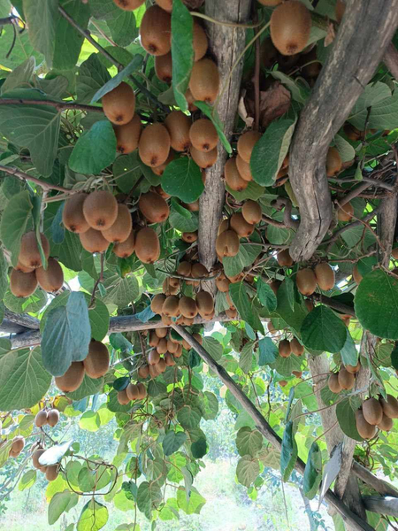 Banan kivi ananas dragon mushmula limon apilsin mandarin