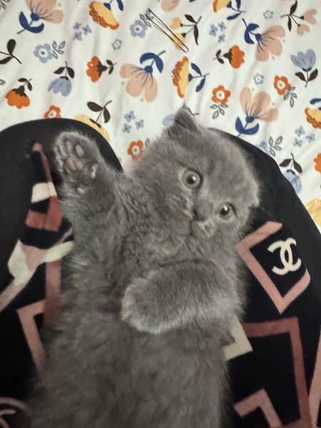 Котик Лео сотилади мальчик