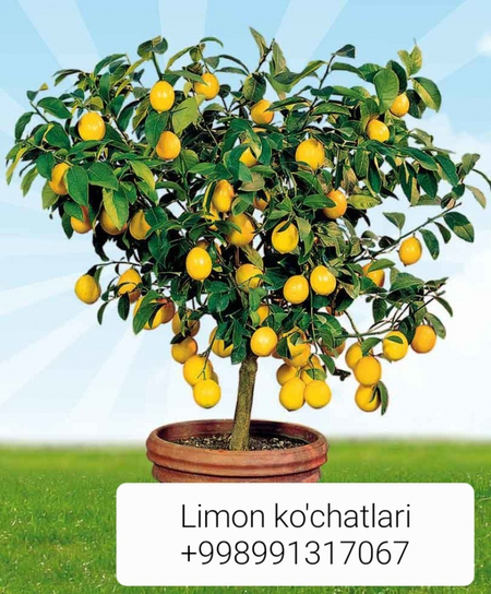 Limon kuchatlari
