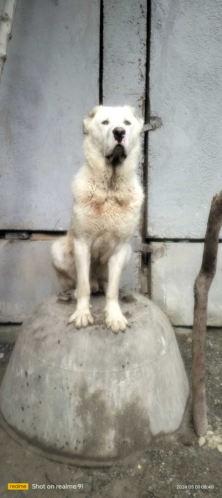 Алабай 1,5 год ФЕРГАНА
