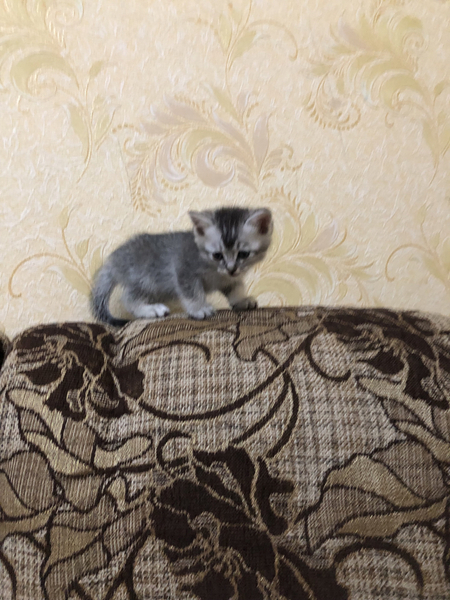 котята скоттиш страйт