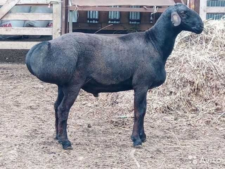 Кассаб хизмати. Qassob xizmati