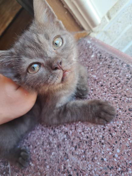 Кот скоттиш-страйт не дорого