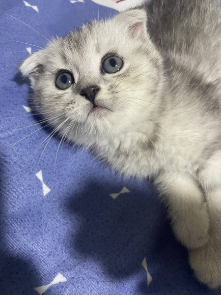 Шотланский вислоуха