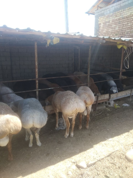 Qurboli hudoyiga qochqorlar bor