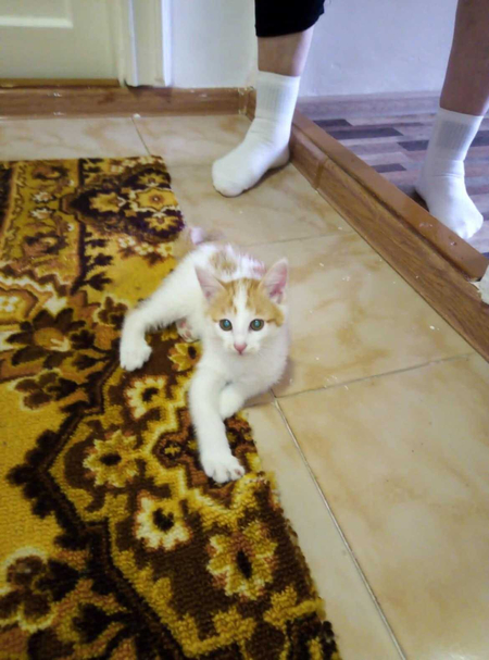 отдам даром котят
