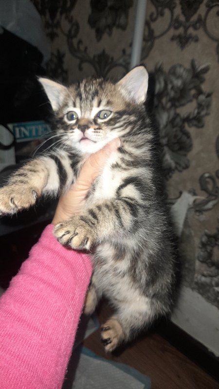Продаётся котята скоттиш-страйт