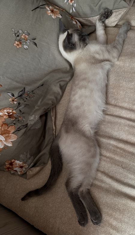 Сиамская кошка, котёнок, кошка