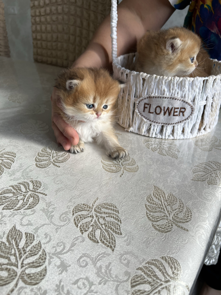 Золотая шиншила