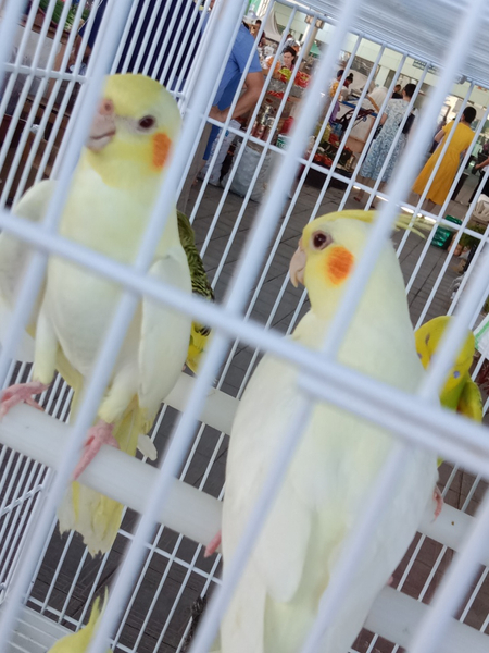 Carellala galdi 130 mingdan dm zor ishlab durgan paralari ham bor .