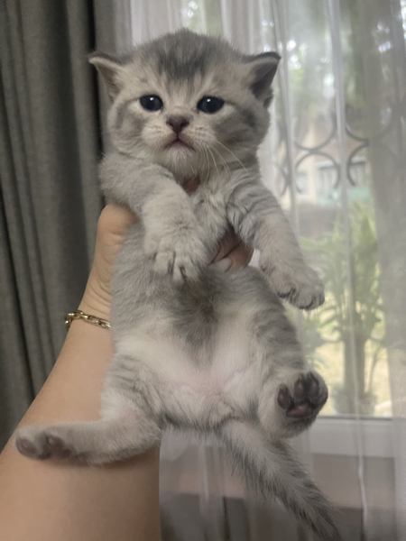Продаются котята