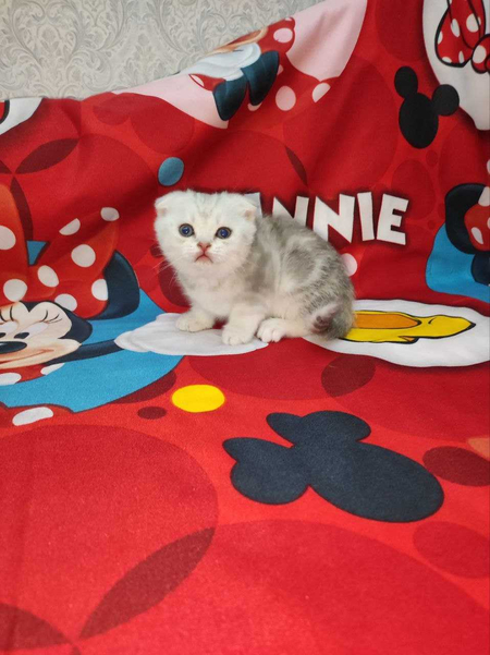Котята Шотландские вислоухие