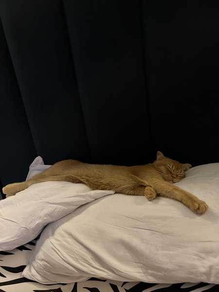 Отдам кота бесплатно в хорошие добрые руки