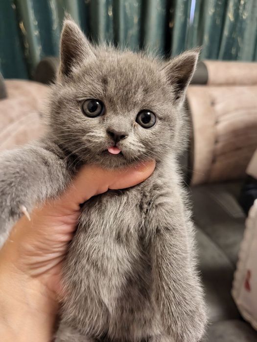 Продаются Шотландские прямоухие котята