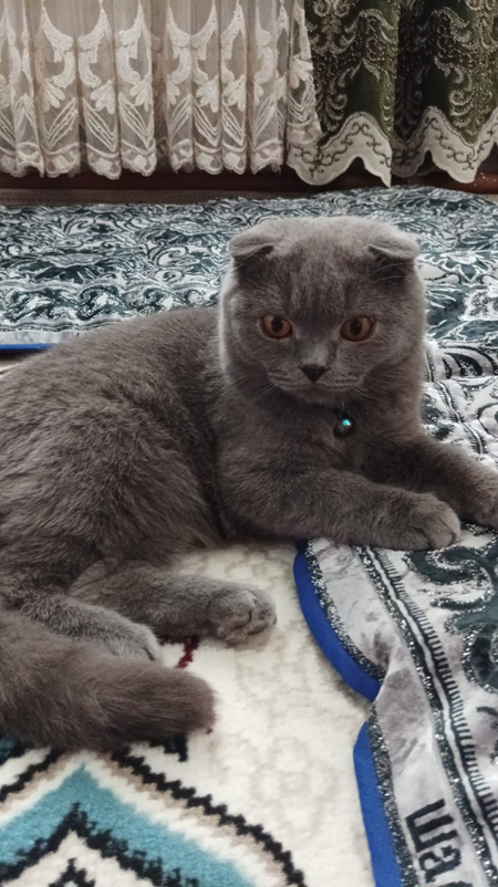 Scottish fold . Mushukchalar