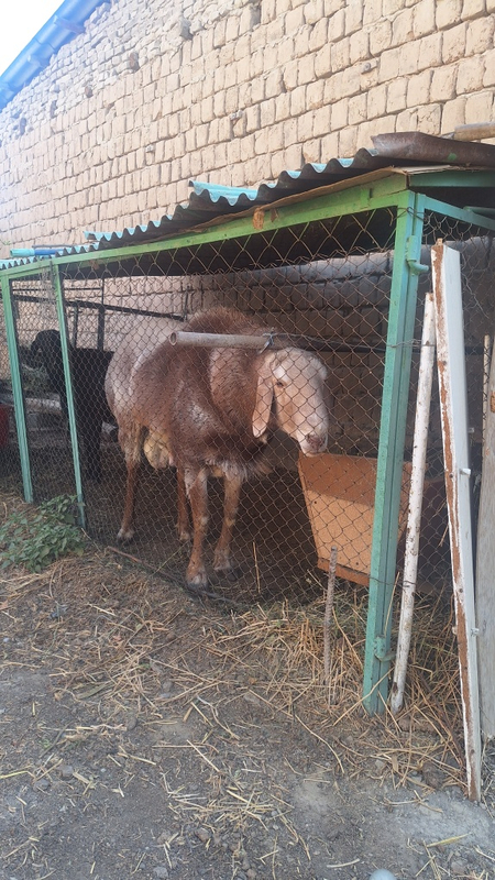зот олиш учун кучкор 3 ойлик боласи томошага
