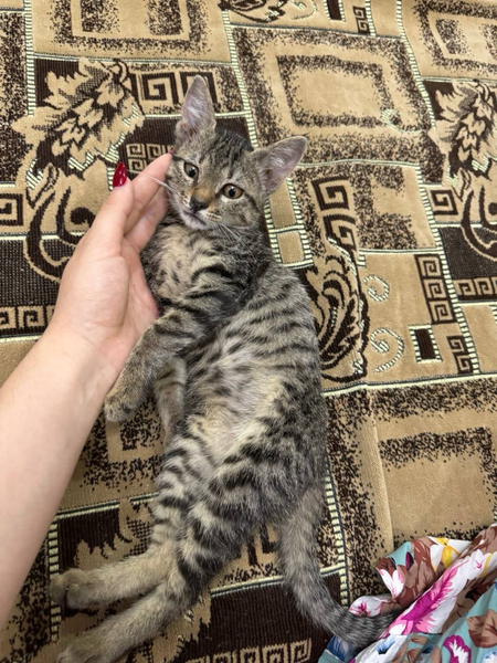 Котенок мальчик