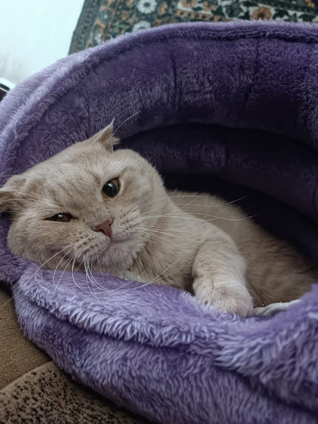 Скоттиш Фолд Кот ищит вязку
