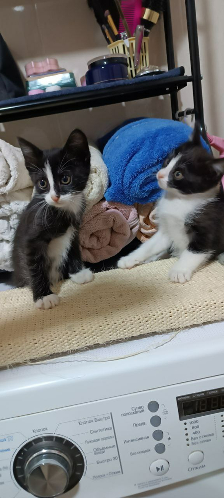 Отдам котят в добрые руки