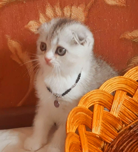 Скоттиш фолд котёнок